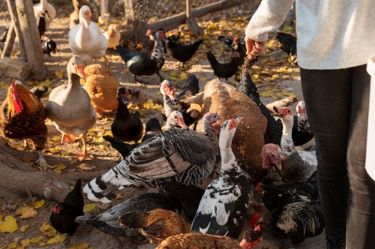 The Importance of Sustainable Poultry Farming - Noiler